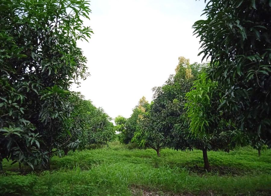 Huerta de mango manila en producción en San Marcos, Guerrero. | Lamudi ...