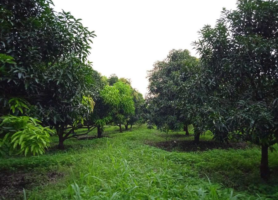 Huerta de mango manila en producción en San Marcos, Guerrero. | Lamudi ...