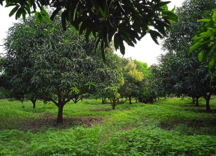 Huerta de mango manila en producción en San Marcos, Guerrero. | Lamudi ...