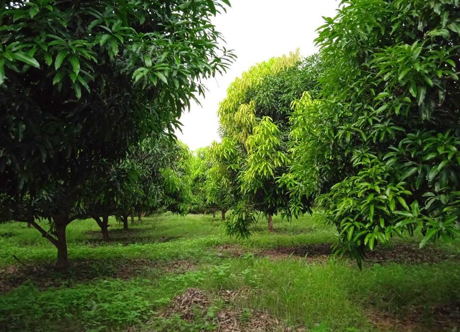 Huerta de mango manila en producción en San Marcos, Guerrero. | Lamudi ...