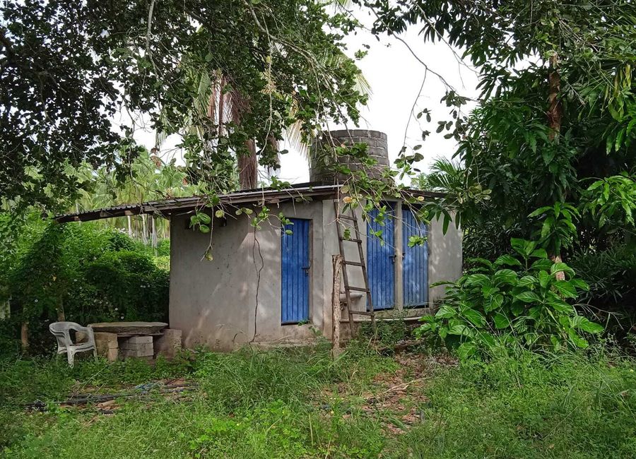 Huerta de mango manila en producción en San Marcos, Guerrero. | Lamudi ...