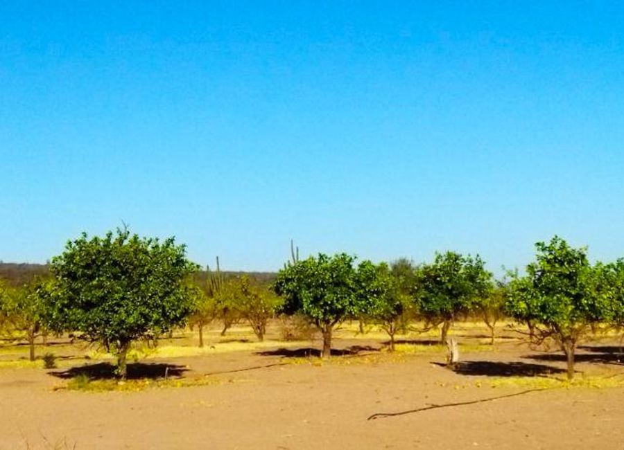 Rancho en VENTA, Rancho en Comondú ,BCS | Lamudi.com.mx