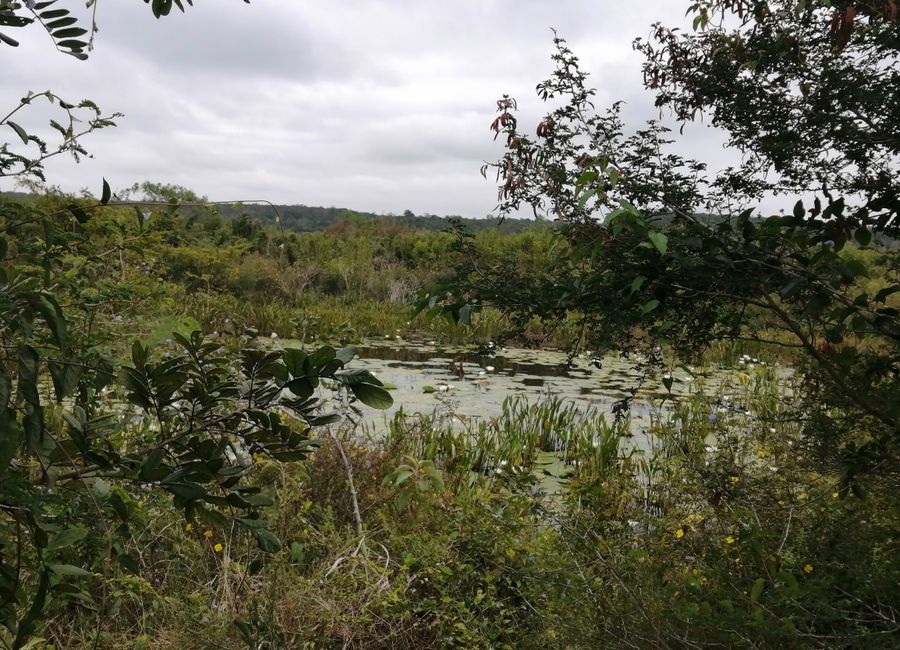 EN VENTA 1,000 HECTAREAS EN TEKAX, YUCATAN | Lamudi.com.mx