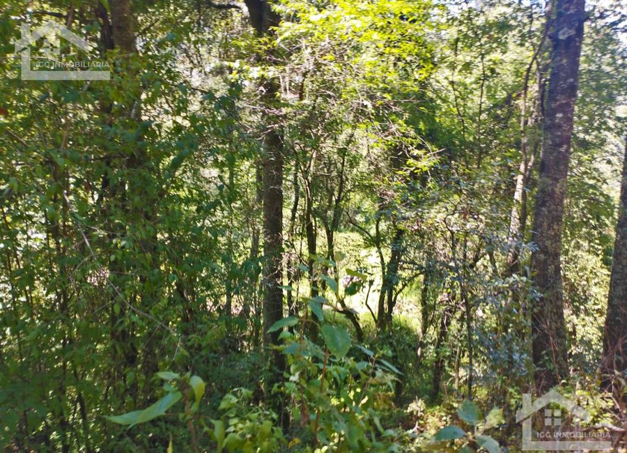 TERRENO CON MANANTIAL AREA BOSCOSA Y DE SIEMBRA | Lamudi.com.mx