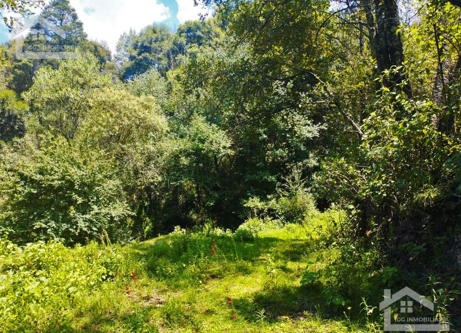 TERRENO CON MANANTIAL AREA BOSCOSA Y DE SIEMBRA | Lamudi.com.mx