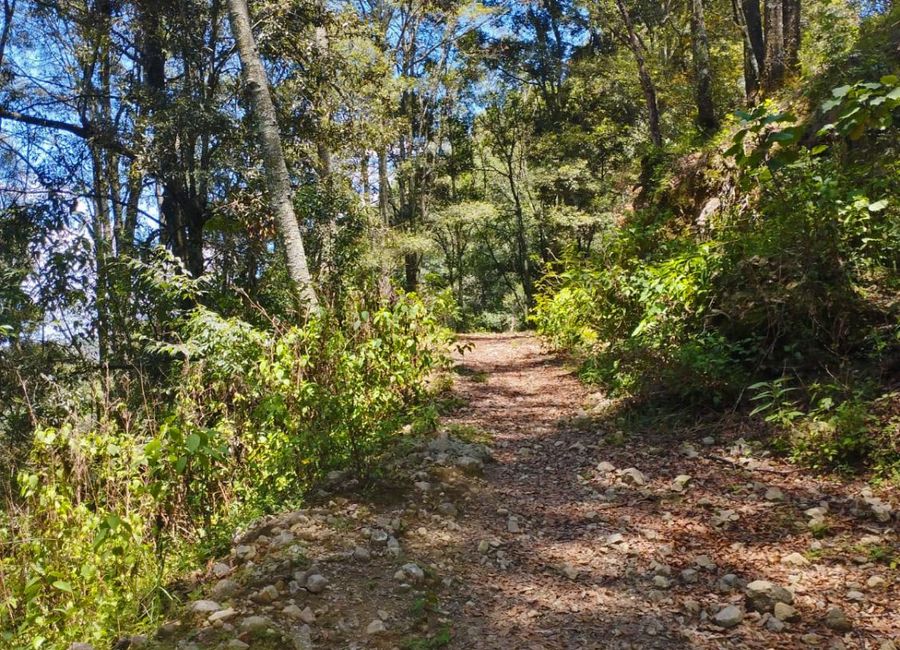 TERRENO CON MANANTIAL AREA BOSCOSA Y DE SIEMBRA | Lamudi.com.mx