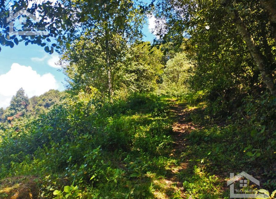TERRENO CON MANANTIAL AREA BOSCOSA Y DE SIEMBRA | Lamudi.com.mx