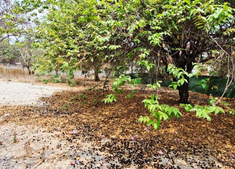 TERRENO EN VENTA DE 2000 M2 FRACCIONAMIENTO BUGAMBILIA ZONA SUR ...