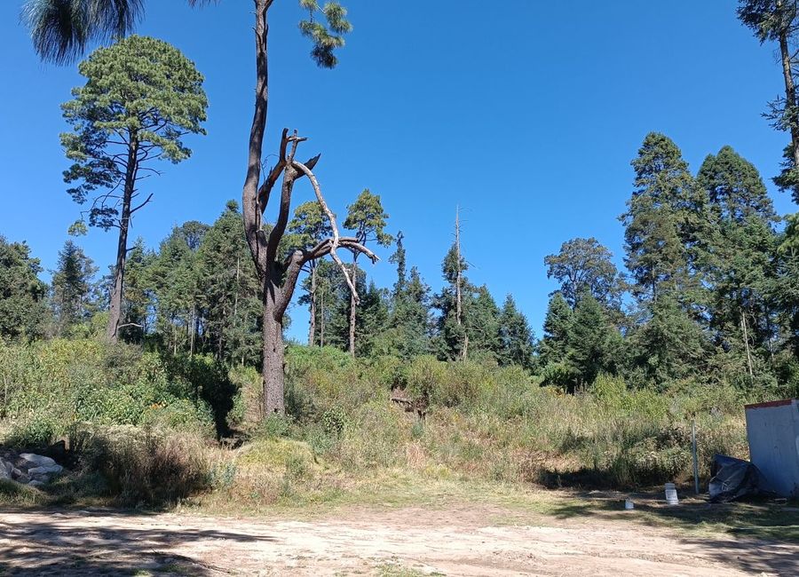 MI BOSQUE LOTES GRANDES CERCA DE PREPA IBERO, SALAZAR, LA MARQUEZA, LOS ...